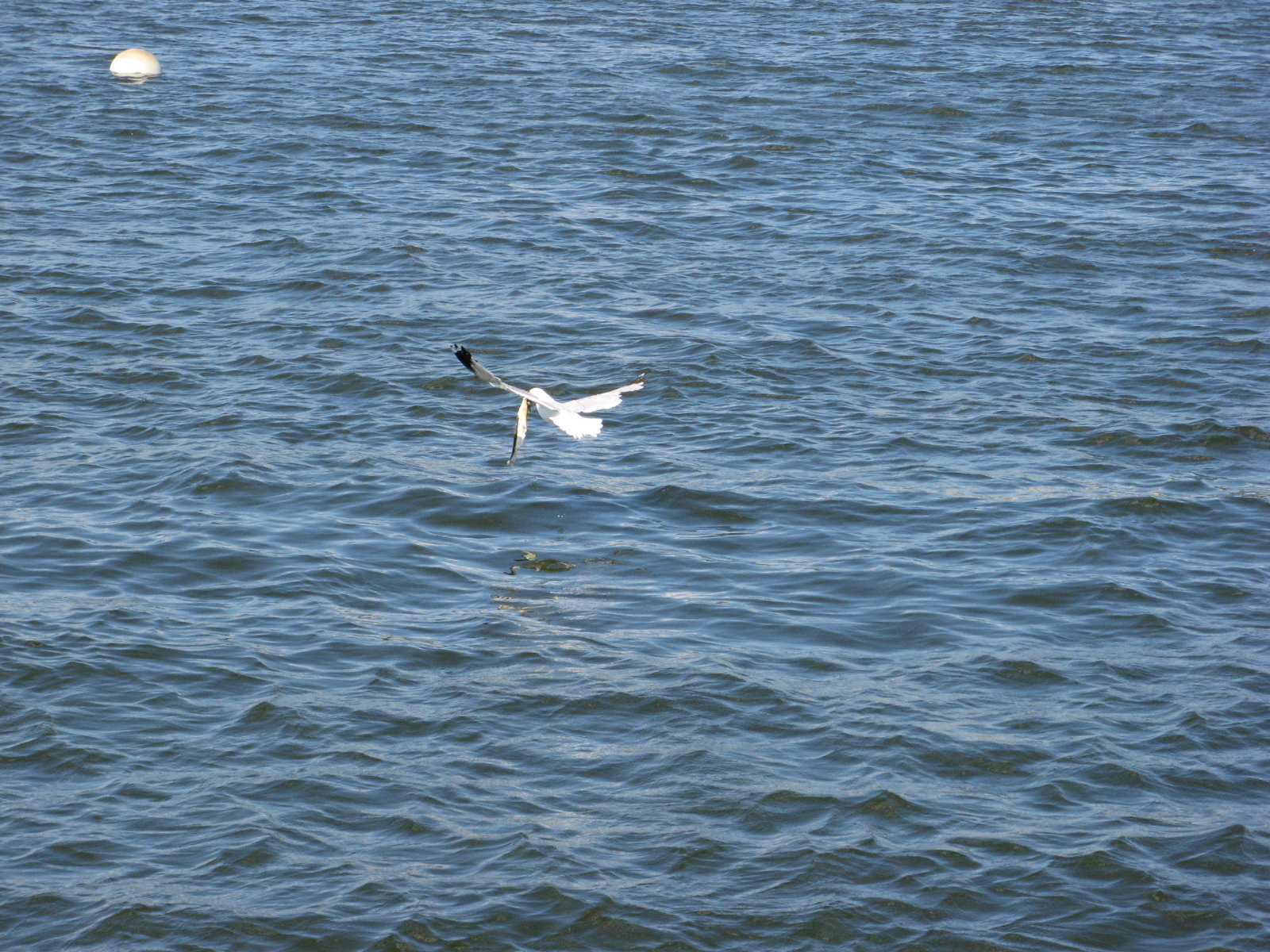 LeanWill Partner Binxin Li listed 2024 IAM Patent 1000